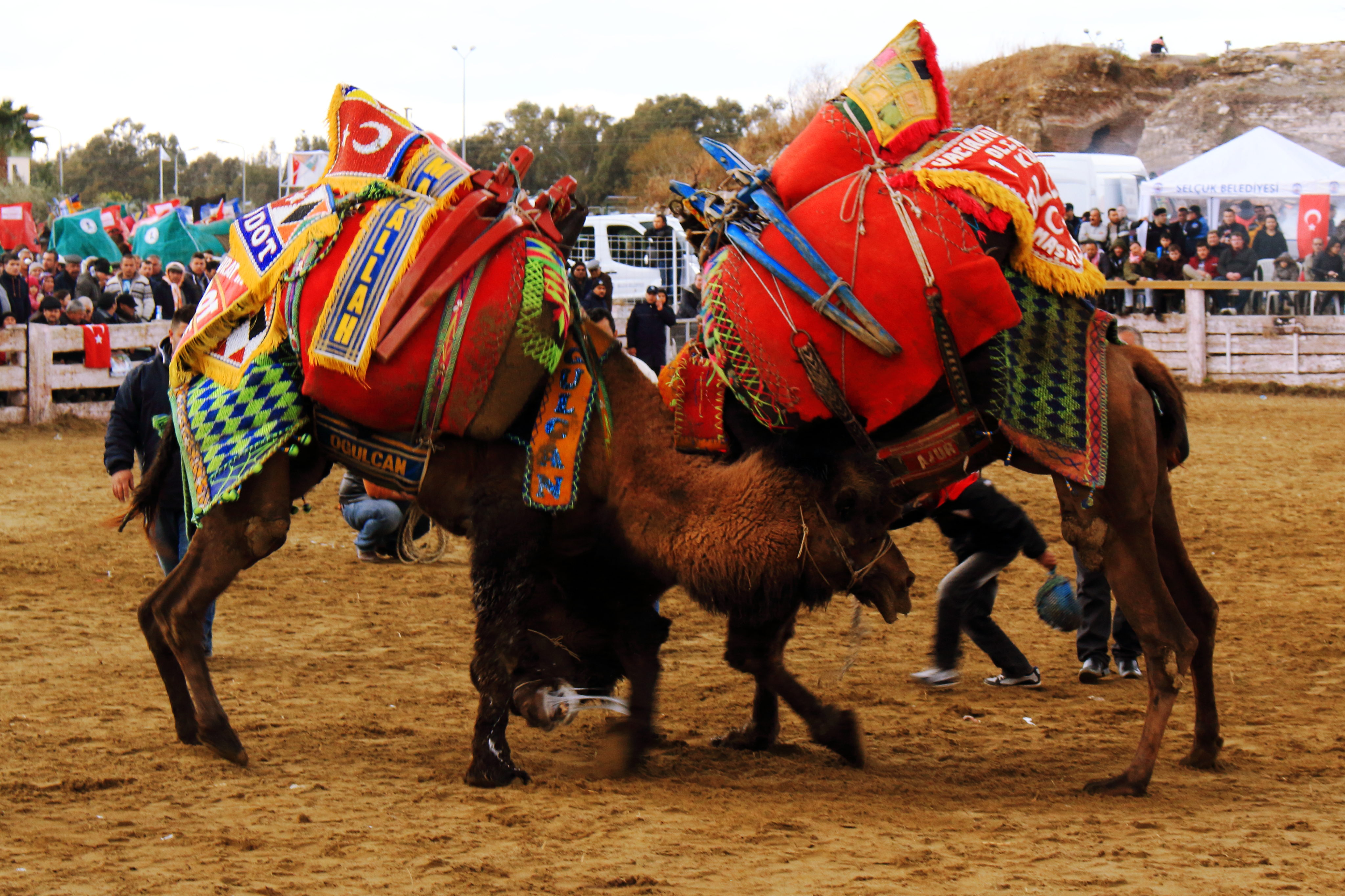 Camel Wrestling in Ephesus | The Art of Wayfaring