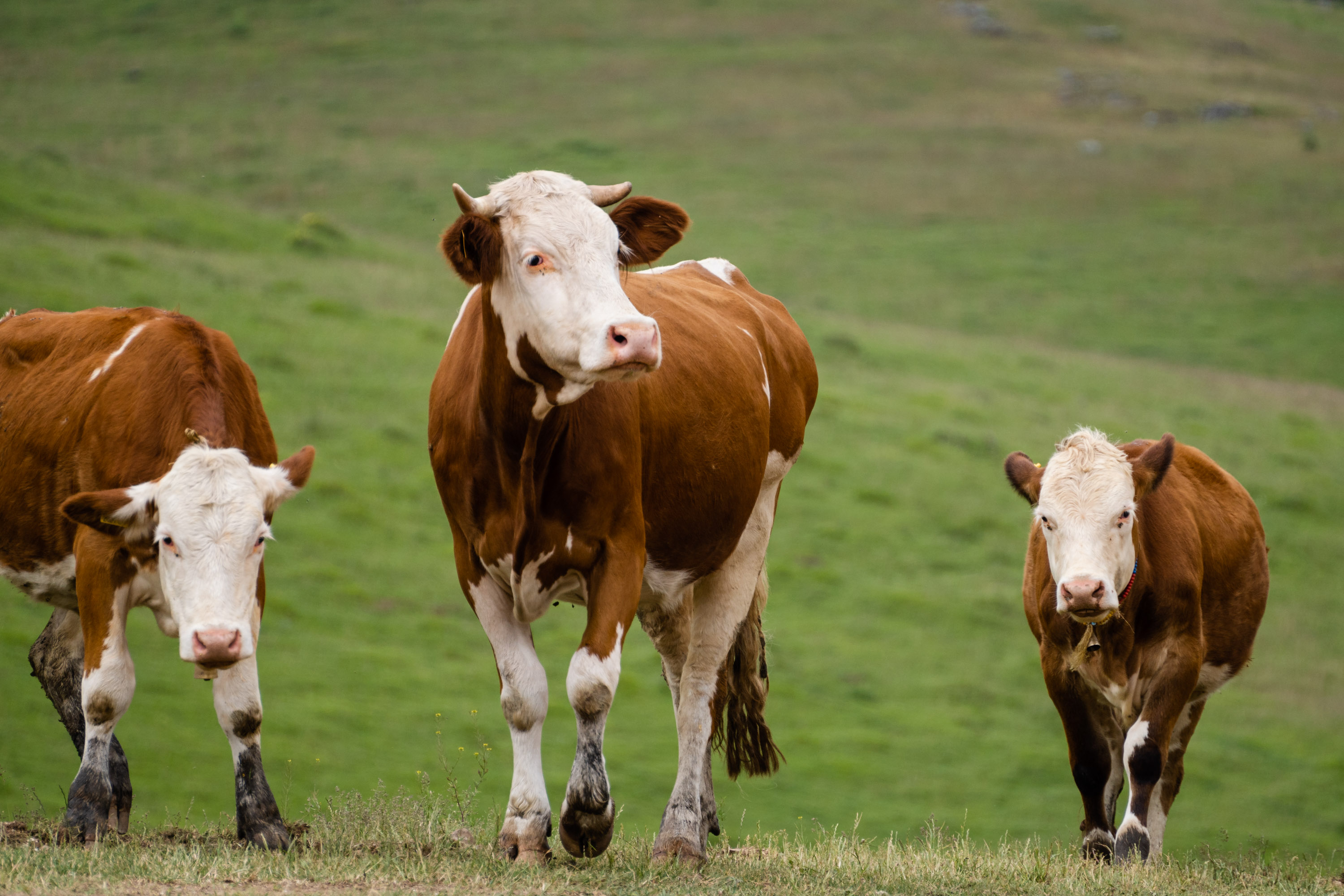 Perşembe Yaylası Summer Pasturelands | The Art of Wayfaring